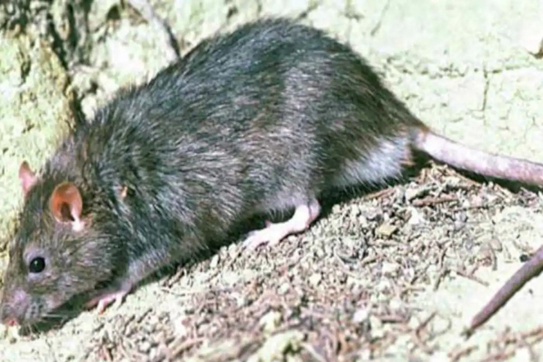 HEARTLESS! Rat Bites Off Cancer Patient’s Toe in Agra Hospital, Video ...